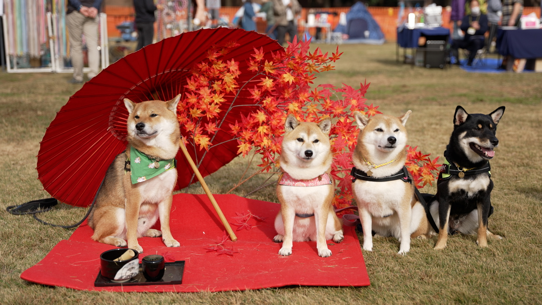 DIGGING DEEP: WHAT MAKES SHIBA INU DOGS SO SPECIAL? | American Public ...